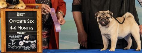 Eliza Wins Best Of Opposite Sex At The Pug Nationals Pickwick Pugs