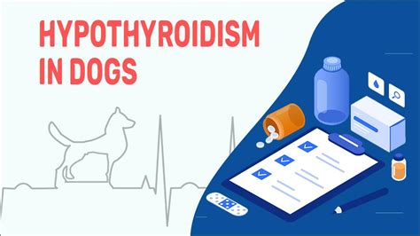 What Are The Symptoms Of Hypothyroidism In Dogs