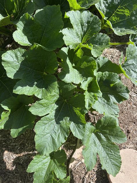 Squash Pumpkin Identification Help Rgardening