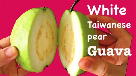 How To Choose And Eat A Sweet And Ripe White Guava White Taiwanese