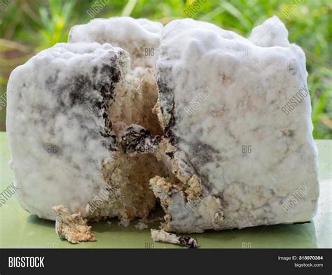 Mold Inside Bread Image And Photo Free Trial Bigstock