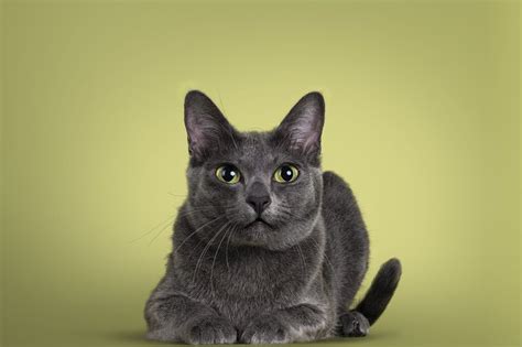 Cute Korat Cat With Stunning Green Eyes Pastel