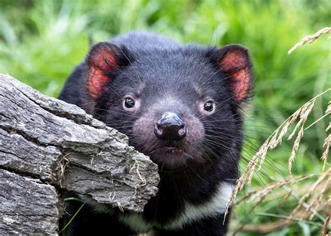 Wildlife Vacations In Tasmania Audley Travel Us