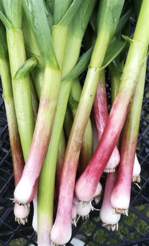 Mladi češnjak Zdravi Pinklec