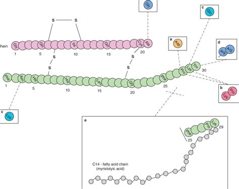 Amino Acid Sequence Of Native Human Insulin And Its Adaptation In The
