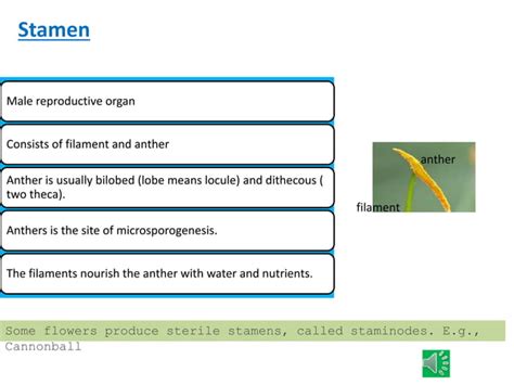 Microsporogenesis Ppt Rkuppt With Audio Ppt