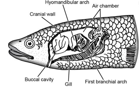 Respiratory System Of Fishes Biology Notes Online