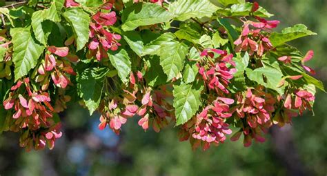 31 Fast Growing Plants Vines Grasses And Trees For Instant Impact