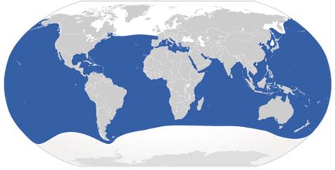 Great White Shark Facts Like Habitat Size And Diet Shark Sider