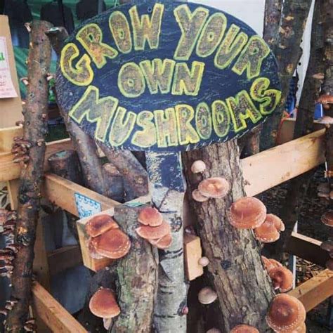 Growing Backyard Mushrooms With Michael Judd A Way To Garden