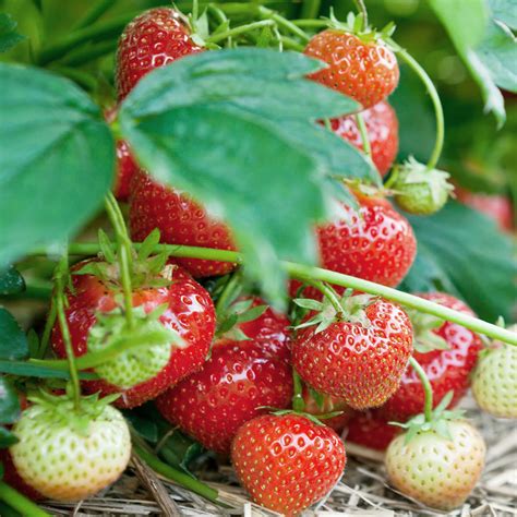 Pianta Della Fragola In Vaso Cura E Coltivazione Undergreenit