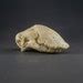 Siamang Black Furred Gibbon Skull Replica Museum Quality Etsy
