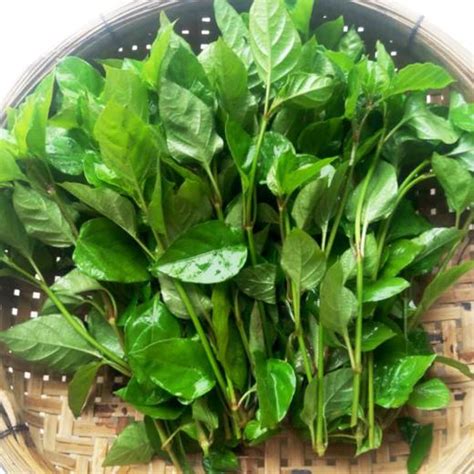 广东枸杞叶叶子大山谷图库