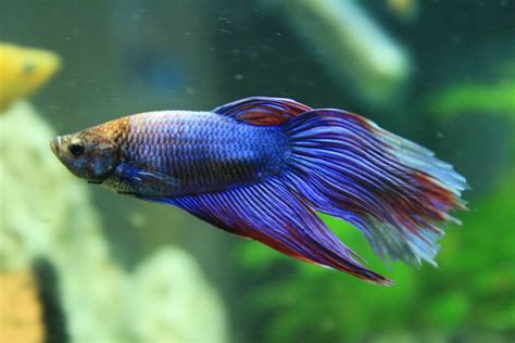 Can Betta Fish Live With Other Fish 8 Ideal Tankmates