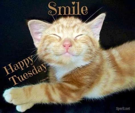 29 Cats On Tuesdays Ideas To Save Today Cats Tuesday Quotes Good