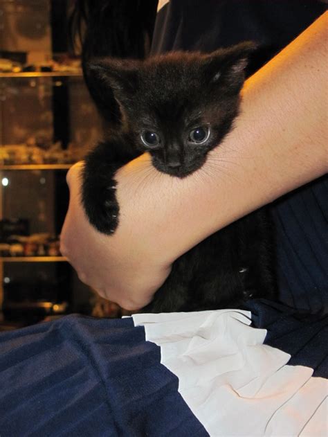 Little Black Kitty Cat Cat Pics Black Cat Cats