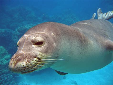 Hawaiian Monk Seal Facts Habitat Diet Conservation And More
