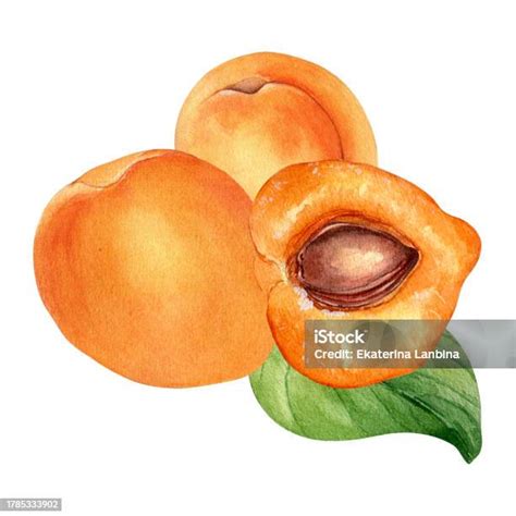 전체 살구 흰색 배경에 고립 된 잎에 과일을 분할하는 수채화 그림 살구 구덩이 복숭아 천도 복숭아 손으로 그렸습니다 패키지 오일