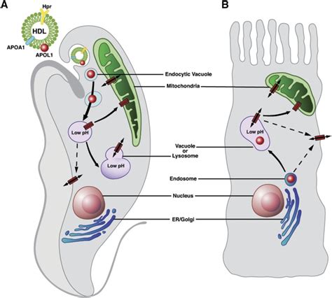 Identifying The Intracellular Function Of Apol1 Pmc