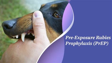 Pre Exposure Rabies Prophylaxis Essential Protection In Hinjewadi