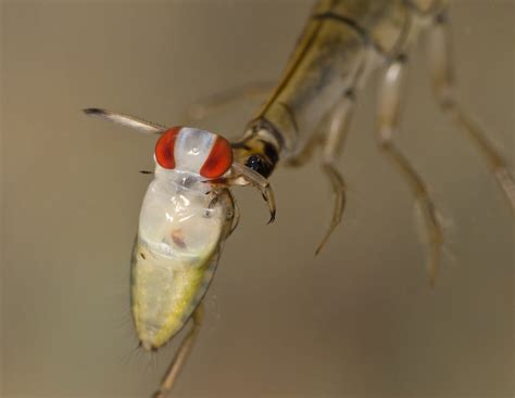 Lesser Diving Beetle Larva Acilius Eating Backswimmer Notonecta Nymph Uk Wildlife