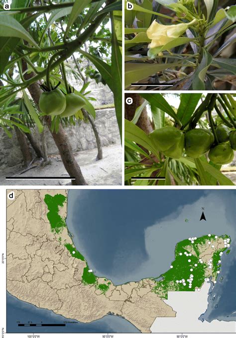 Cascabela Gaumeri A Habit Scale Bar 1 M B Flowering Branch Scale Download Scientific