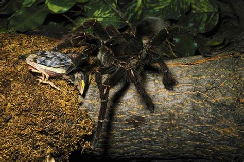 10 Of The Worlds Scariest Looking Animals