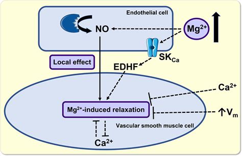 Nitric Oxide Endothelium‐derived Hyperpolarizing Factor And Smooth