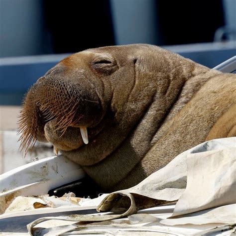 Walrus