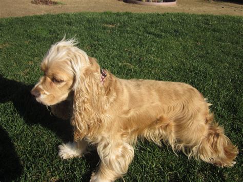 Cocker Spaniel Wallpaper Wallpapersafari