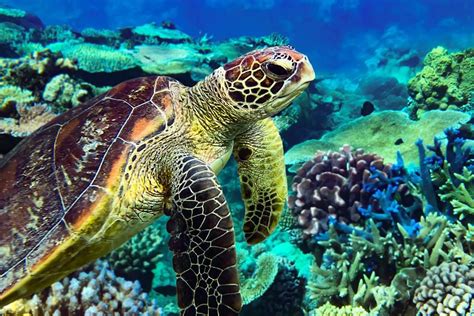 Green Sea Turtle At The Great Barrier Reef Australia