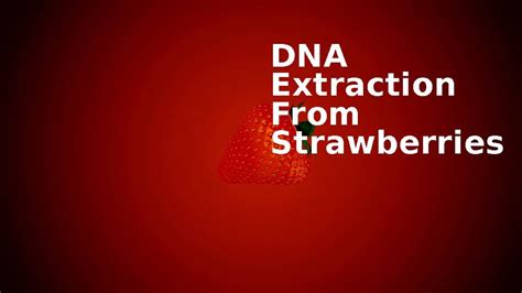 Dna Extraction From Strawberries Experiment Presentation Tpt
