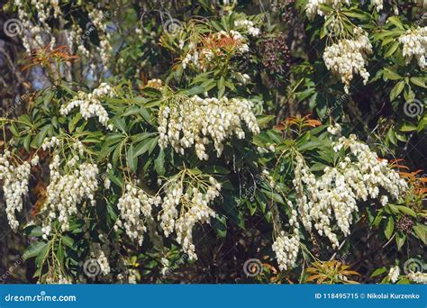Japanese Andromeda Tree In Blossom Stock Image Image Of Angiosperm