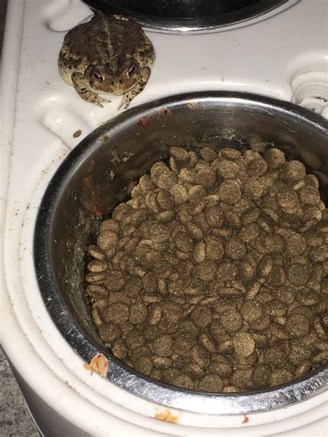 Cane Toad Repellent At Irene Troyer Blog