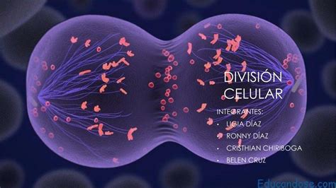 División Celular Ariel Armijos Udocz