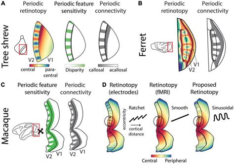 Complex Retinotopy Highlights Location Dependent Feature Sensitivity Download Scientific