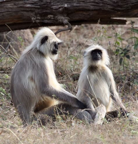 Semnopithecus Entellus Bengal Plains Hanuman Or Sacred Langur — Coke Smith Wildlife