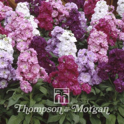 Matthiola Incana Cinderella Series Mixed Stock Annuals With Double Flowers In 5 Colours On