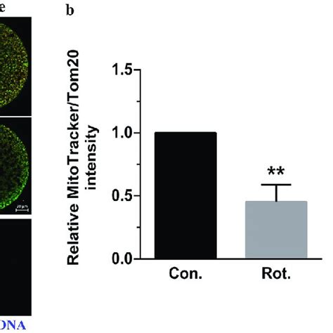 Rotenone Induces Mitochondrial Dysfunction In Porcine Oocytes A Download Scientific Diagram