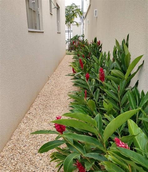 Canteiro De Muro 20 Melhores Plantas Com Dicas De Cultivo