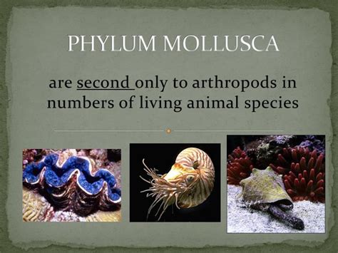 Ppt Phylum Mollusca Powerpoint Presentation Free Download Id1430979