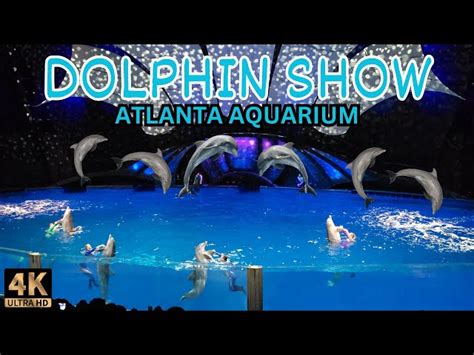 Atlanta Aquarium Dolphin Tales Riding Exploring The Georgia Aquarium