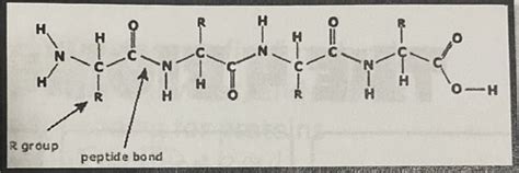 Quiz 1 Macromolecules And Enzymes Flashcards Quizlet