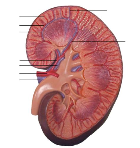 Bio 211 Ch 24 Urinary Lab Pt 13 Diagram Quizlet