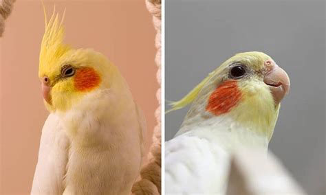 Creating The Perfect Habitat For Your Lutino Cockatiel