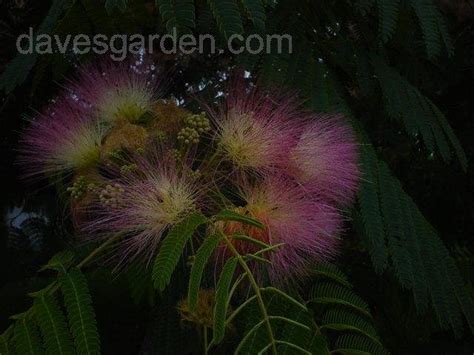 Plantfiles Pictures Albizia Species Mimosa Tree Pink Siris Persian