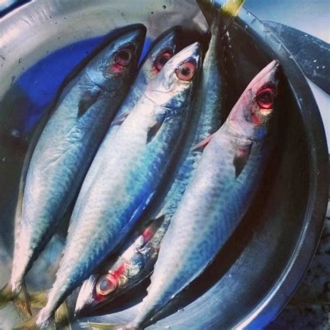 Cavalinha Fish By Licantroppus On Deviantart