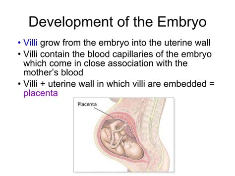 Chapter 17 Reproduction In Humans Lesson 3 Sexual Intercourse Fertilization Pregnancy Ppt
