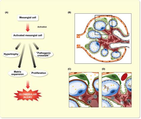 The Role Of The Mesangium In Glomerular Function Boi 2023 Acta Physiologica Wiley Online