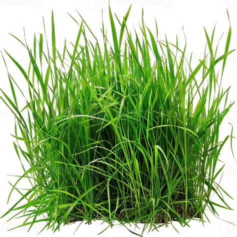 Green Grass Isolated 47179270 Png
